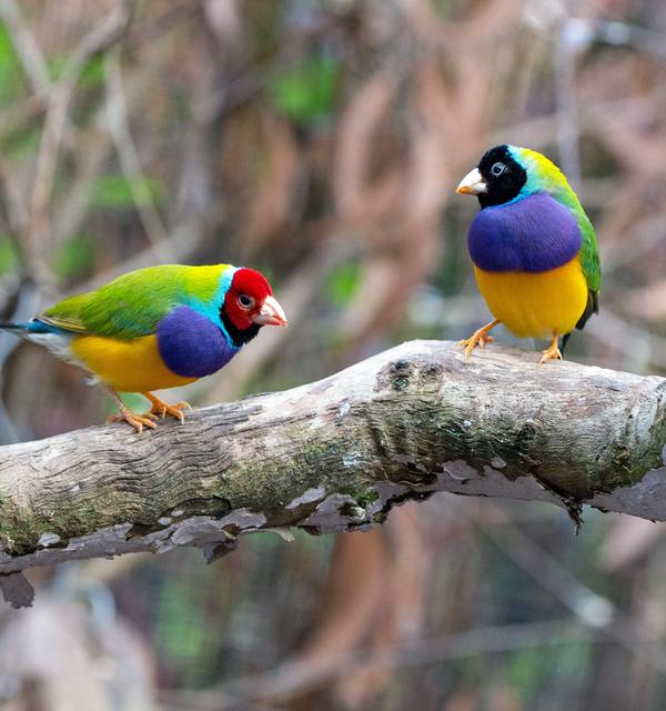 What is Theosophy? | Theosophical Society